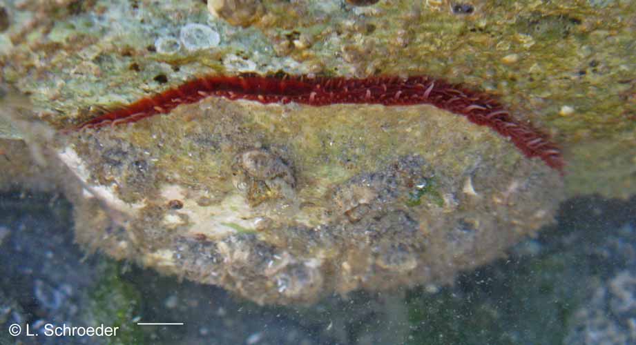 Bivalves - Limidae, Ostreidae, Anomiidae